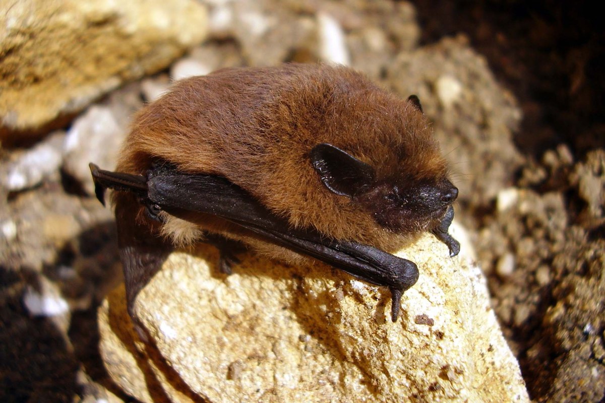 Dr. William O’Connor – Bat Surveys Ireland