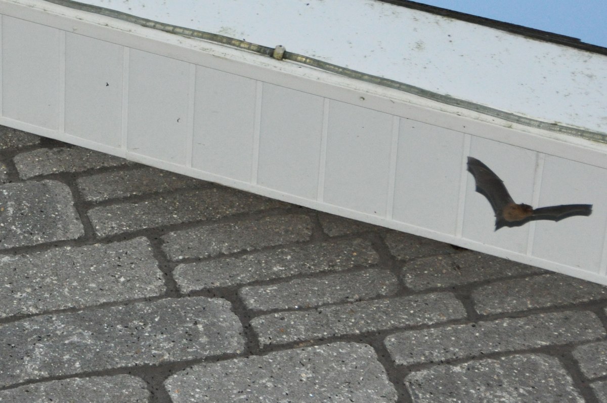 Monitoring a Soprano pipistrelle maternity roost – Bat Surveys Ireland