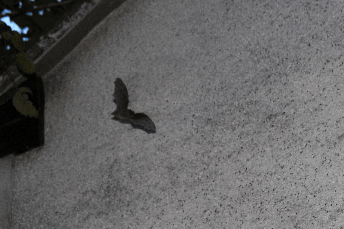 Soprano Pipistrelles emerging from a maternity roost – Bat Surveys Ireland